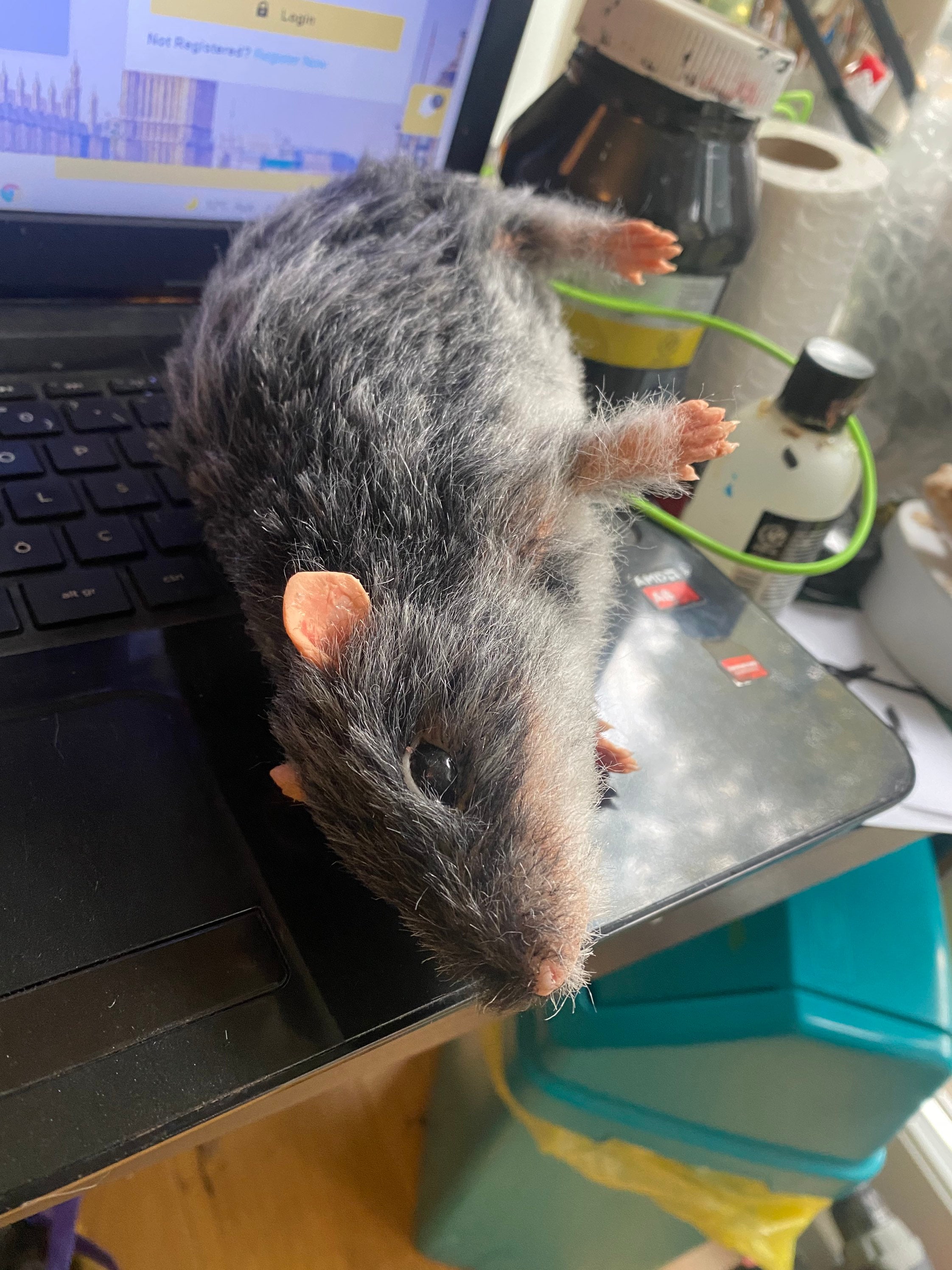 Realistic Breathing Rat Model - Lifesize - Etsy