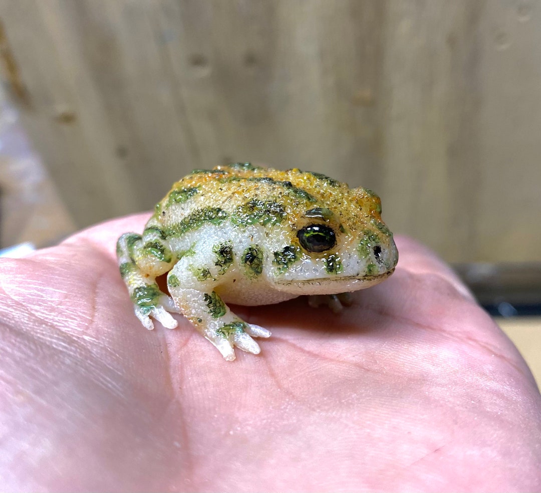 Baby Toad Figurine... - Etsy UK
