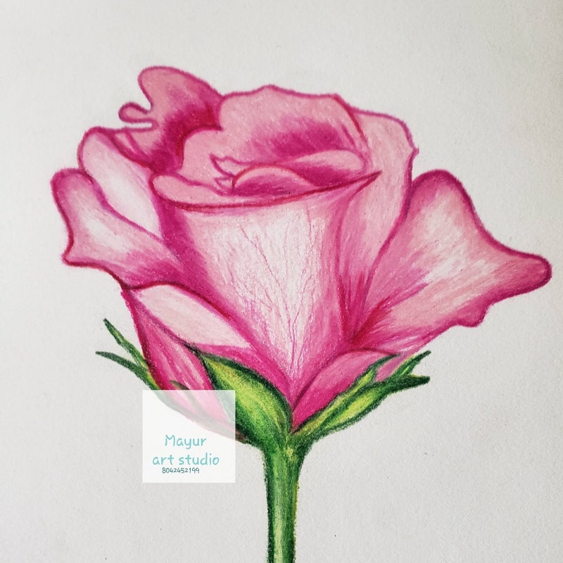 Rose Pencil Drawing - Etsy