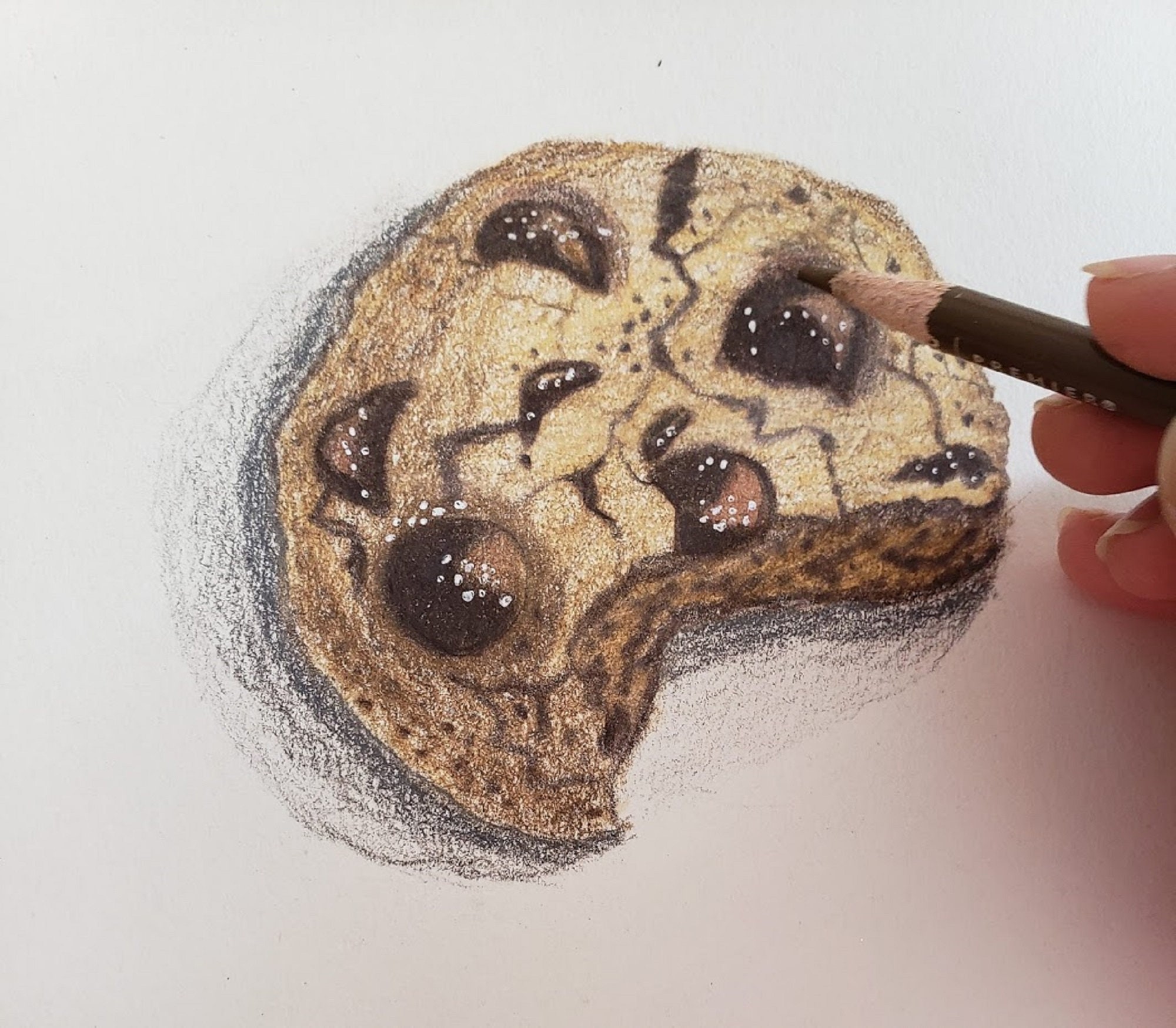 Chocolate Chip Cookie Sketch