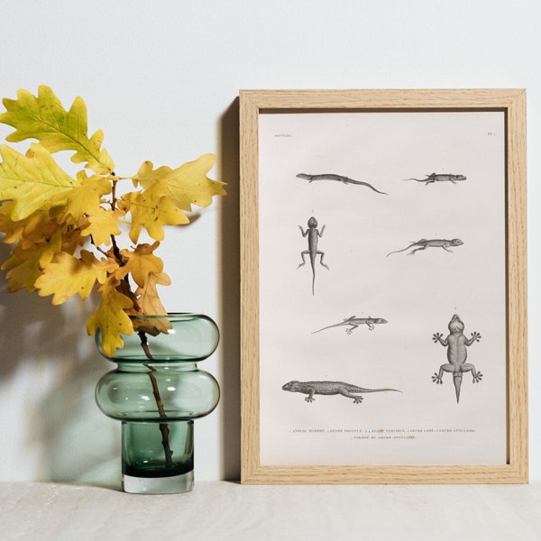 Reptiles Poster - Etsy