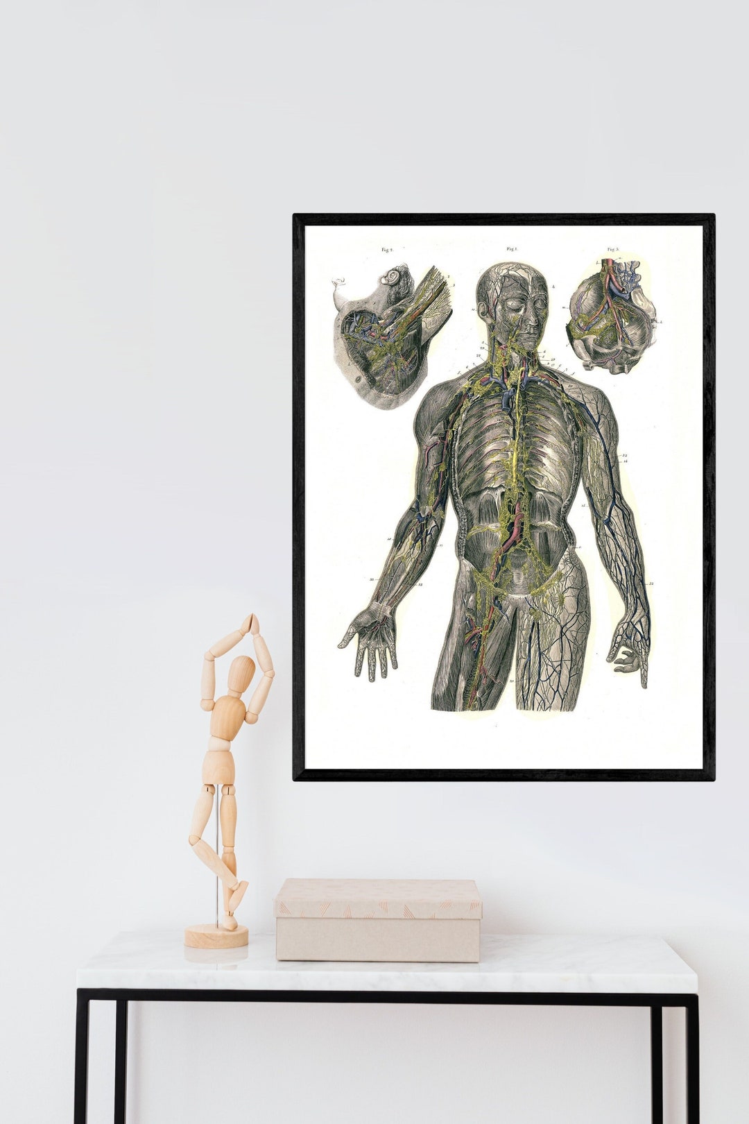 Vintage Antique Human Anatomy Print 19th Century Wall Decoration ...