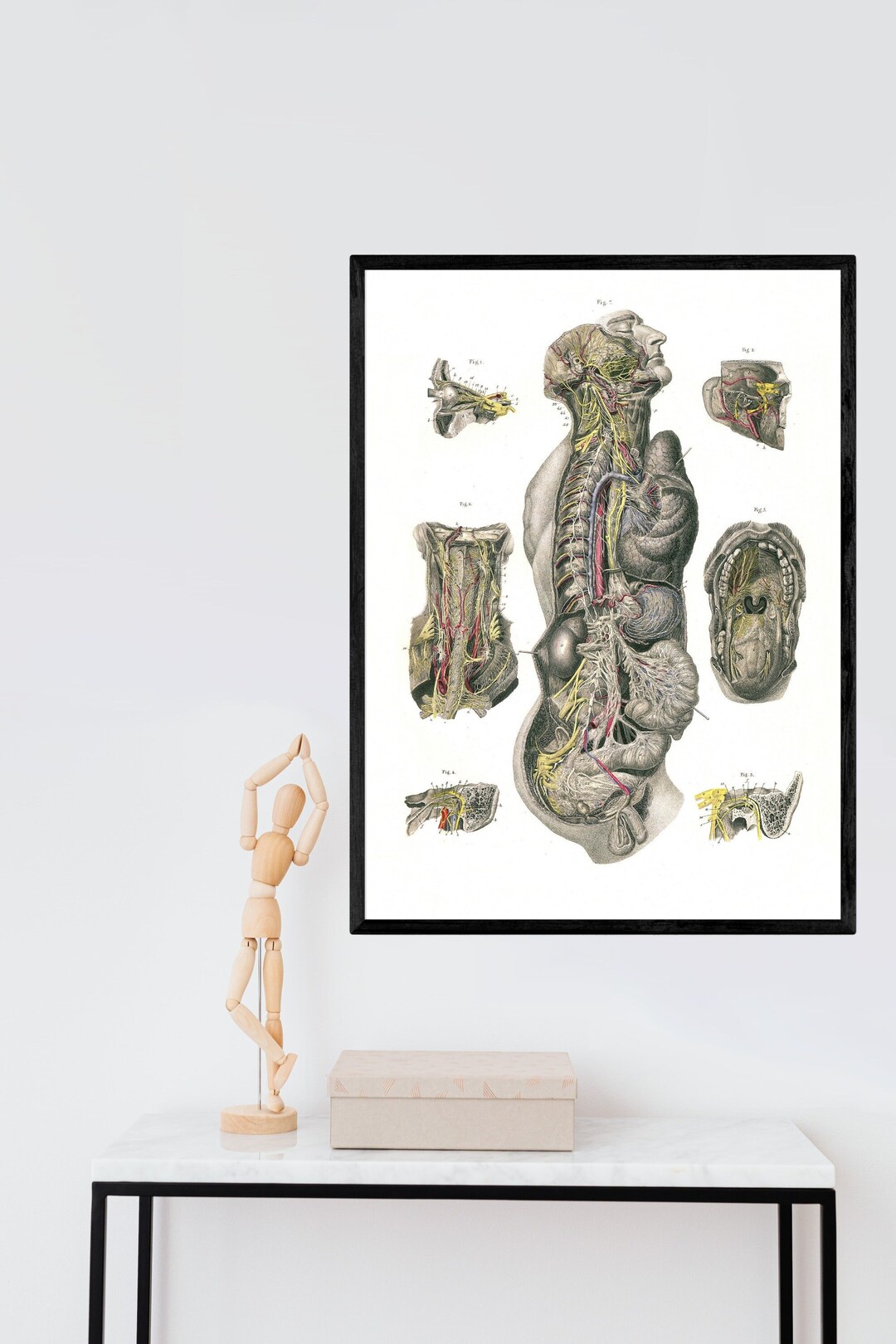 Vintage Antique Human Anatomy Print 19th Century Wall Decoration ...