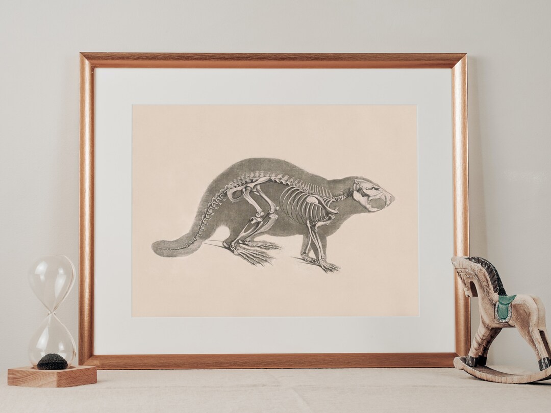 Vintage Print Beaver Skeleton Antique Nineteenth Century Wall ...