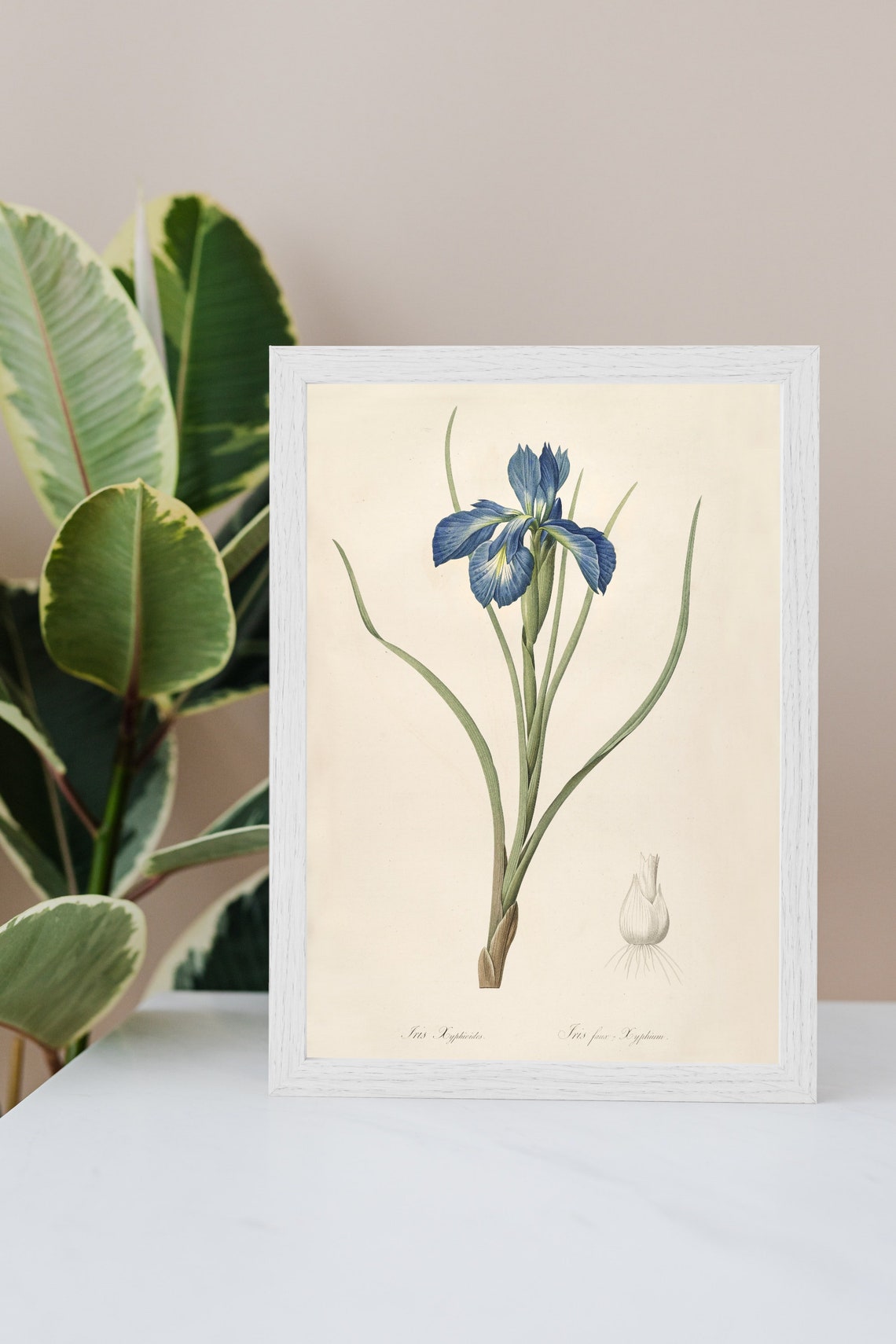 Vintage Poster, Antique, 19th Century, Botanical Decoration, Wall ...