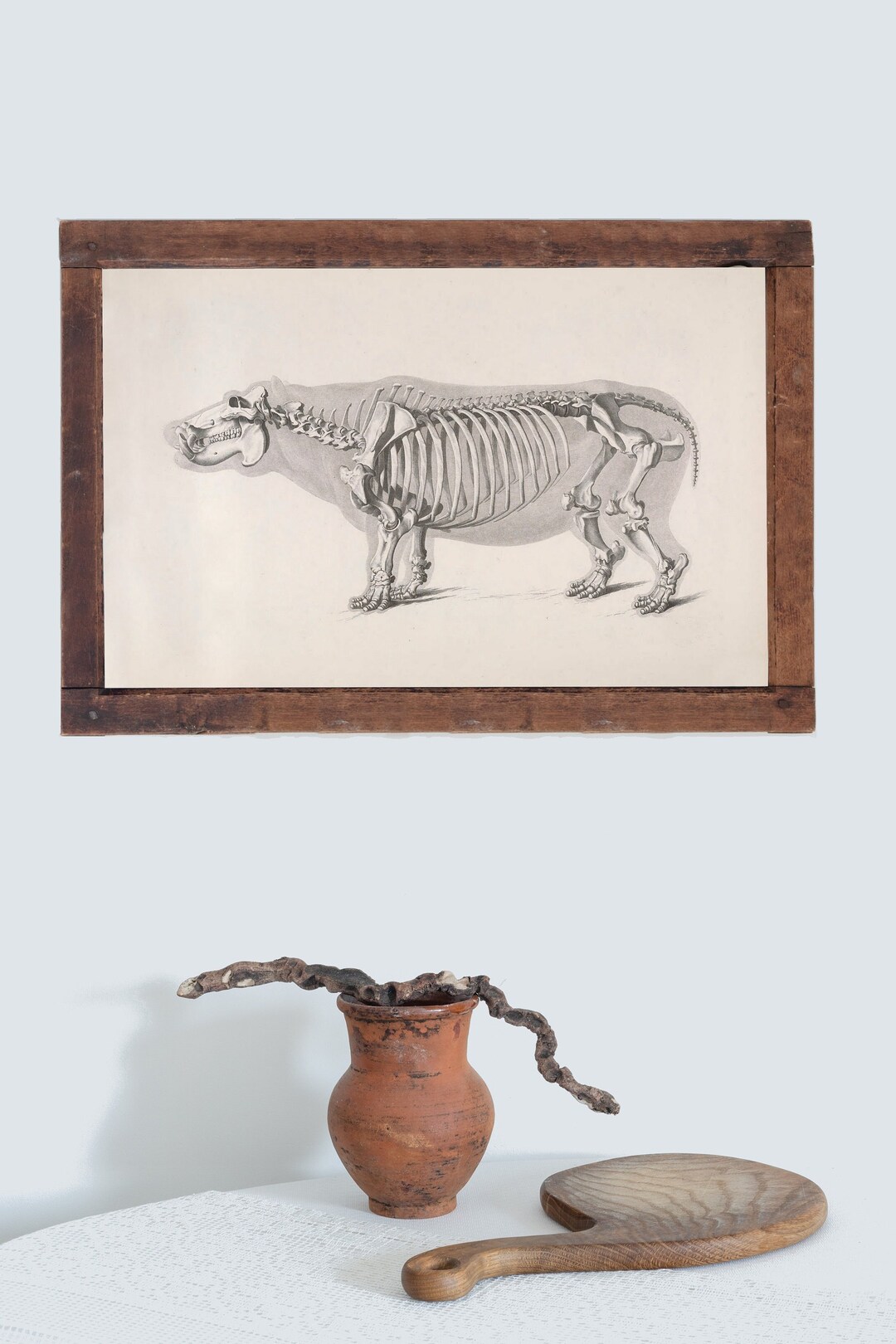 Vintage Hippo Skeleton Antique Print 19th Century Wall Decoration ...