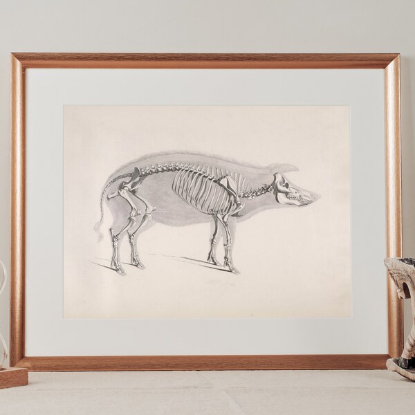 Antique Pig Poster - Etsy