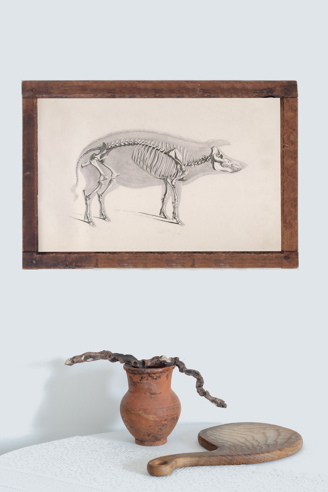 Vintage Print of an Ancient Pig Skeleton, 19th Century, Wall Decoration ...