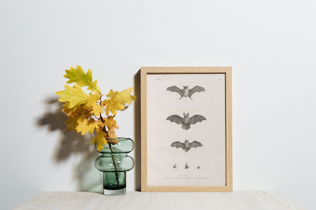 Vintage Zoology Poster Antique Bat Nineteenth Century - Etsy