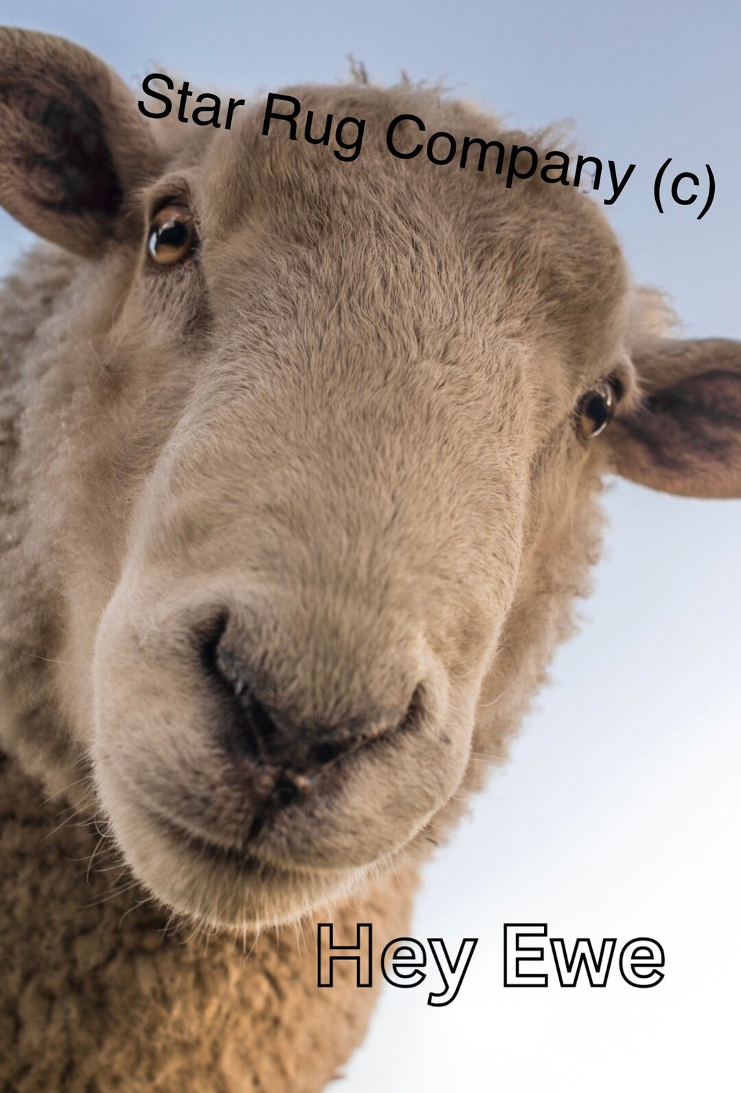 Star Rug Company DIGITAL Wallpaper Screen “hey Ewe“ for iPhone - Etsy