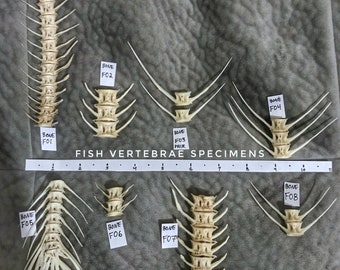 Fish Vertebrae | Etsy