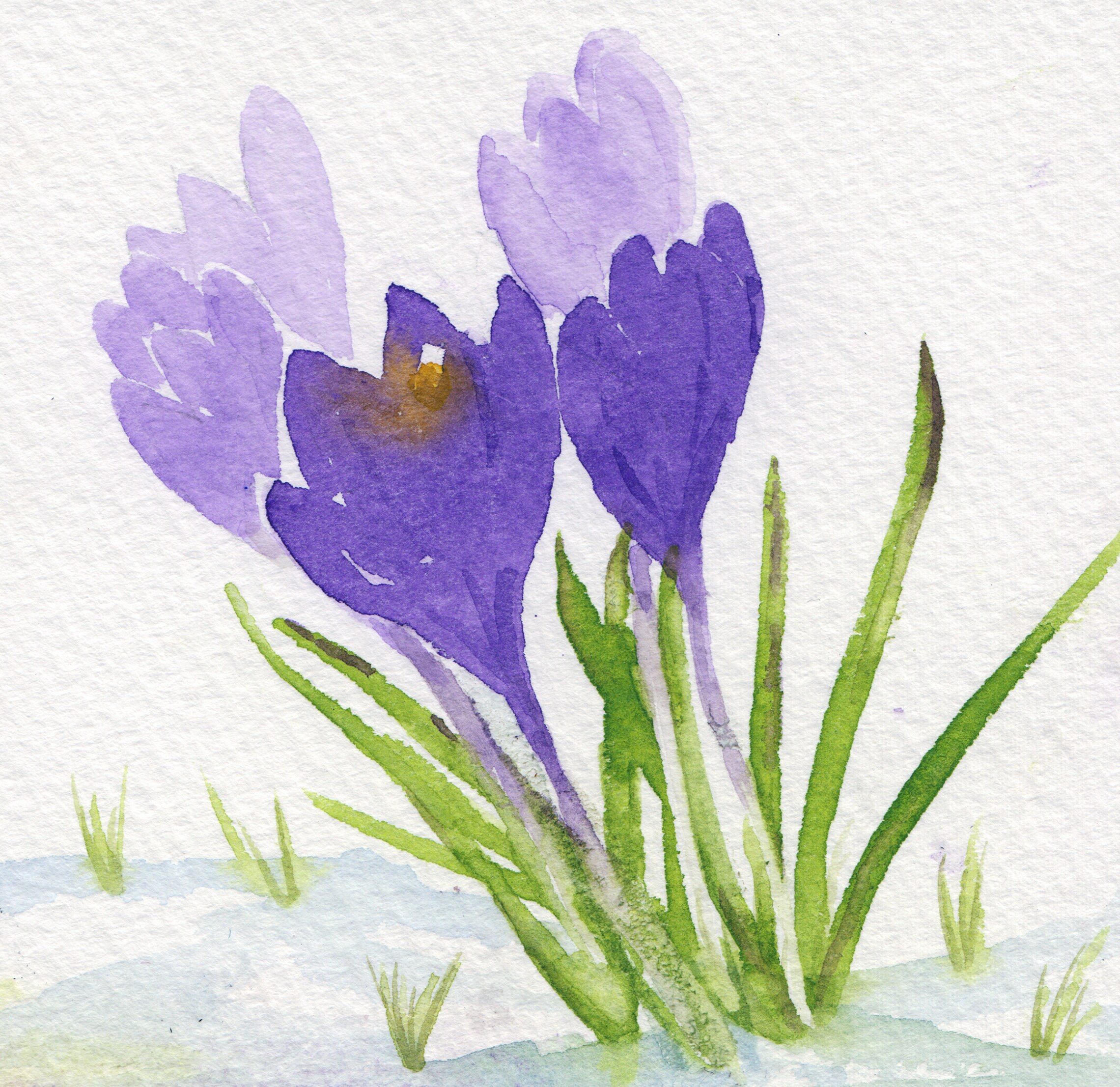 Crocus Greeting/birthday/easter Card Original Watercolour Greeting ...