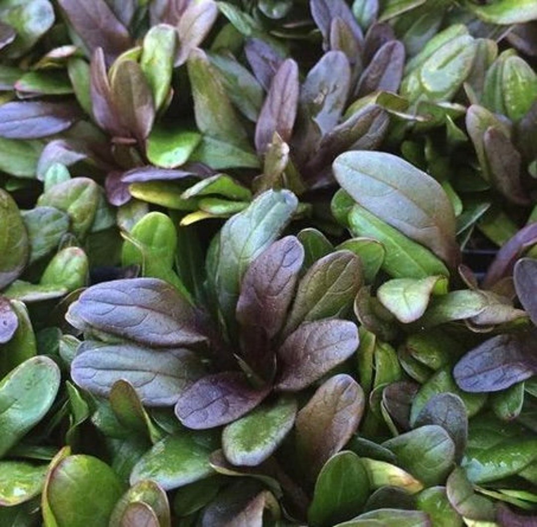 Ajuga Reptans Chocolate Chip 30 Bareroot Plants. Ships in the Spring - Etsy