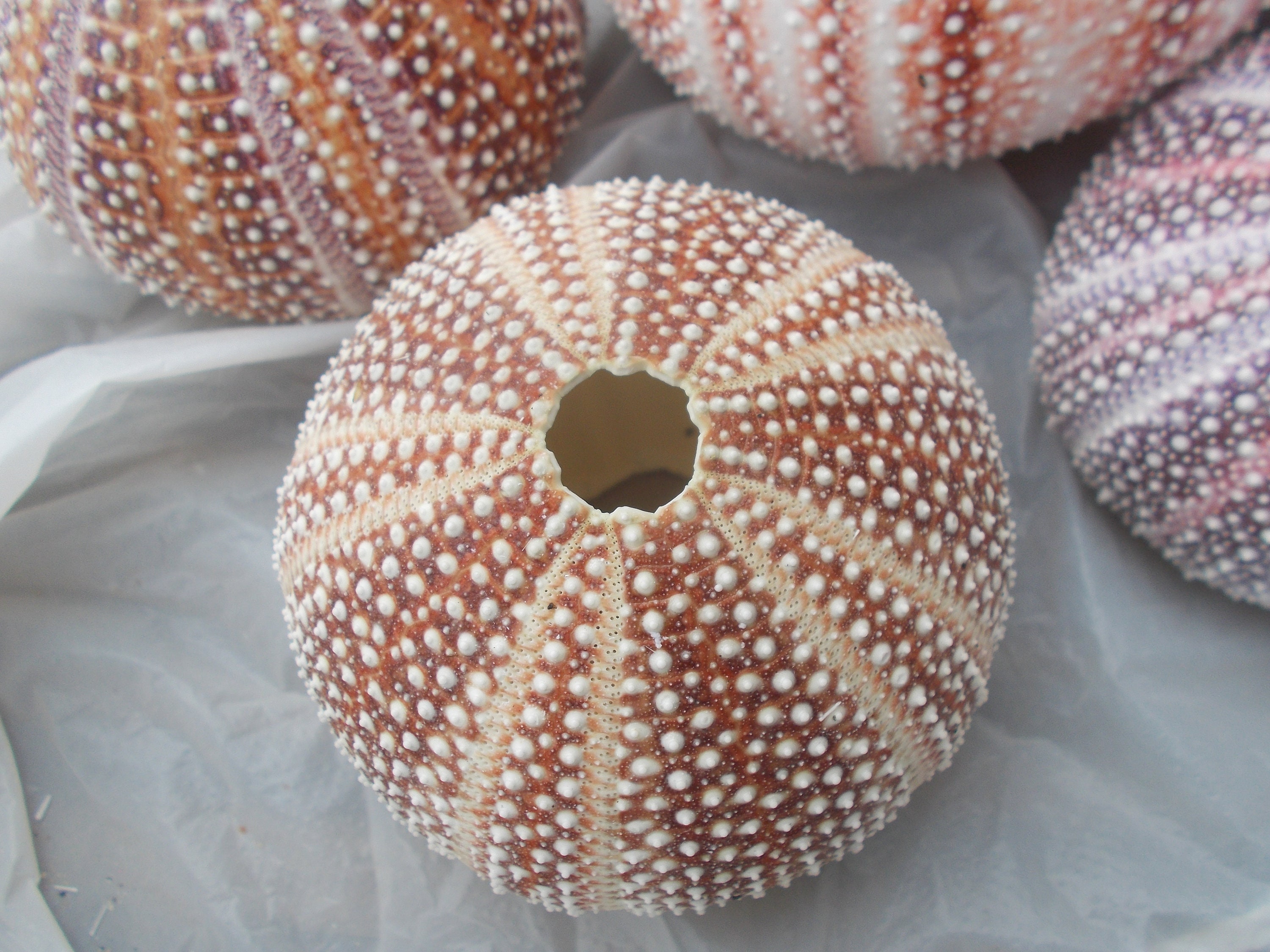 Six Sea Urchins With Hole in Top for Flowers Wedding Table Decoration ...