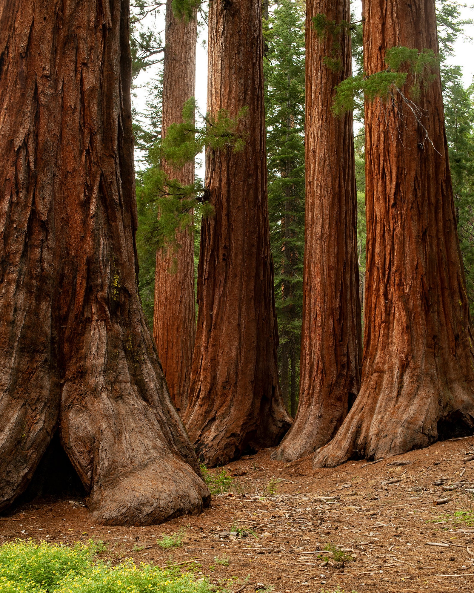 Mariposa Grove Yosemite National Park California Sequoia Trees Giant - Etsy
