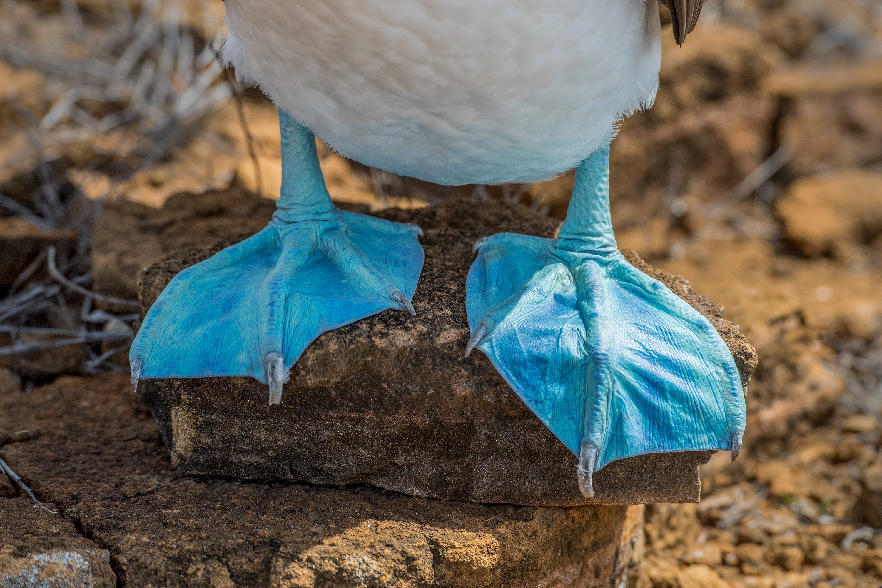 What’s the secret behind the Blue-Footed Booby’s stunning blue feet ...