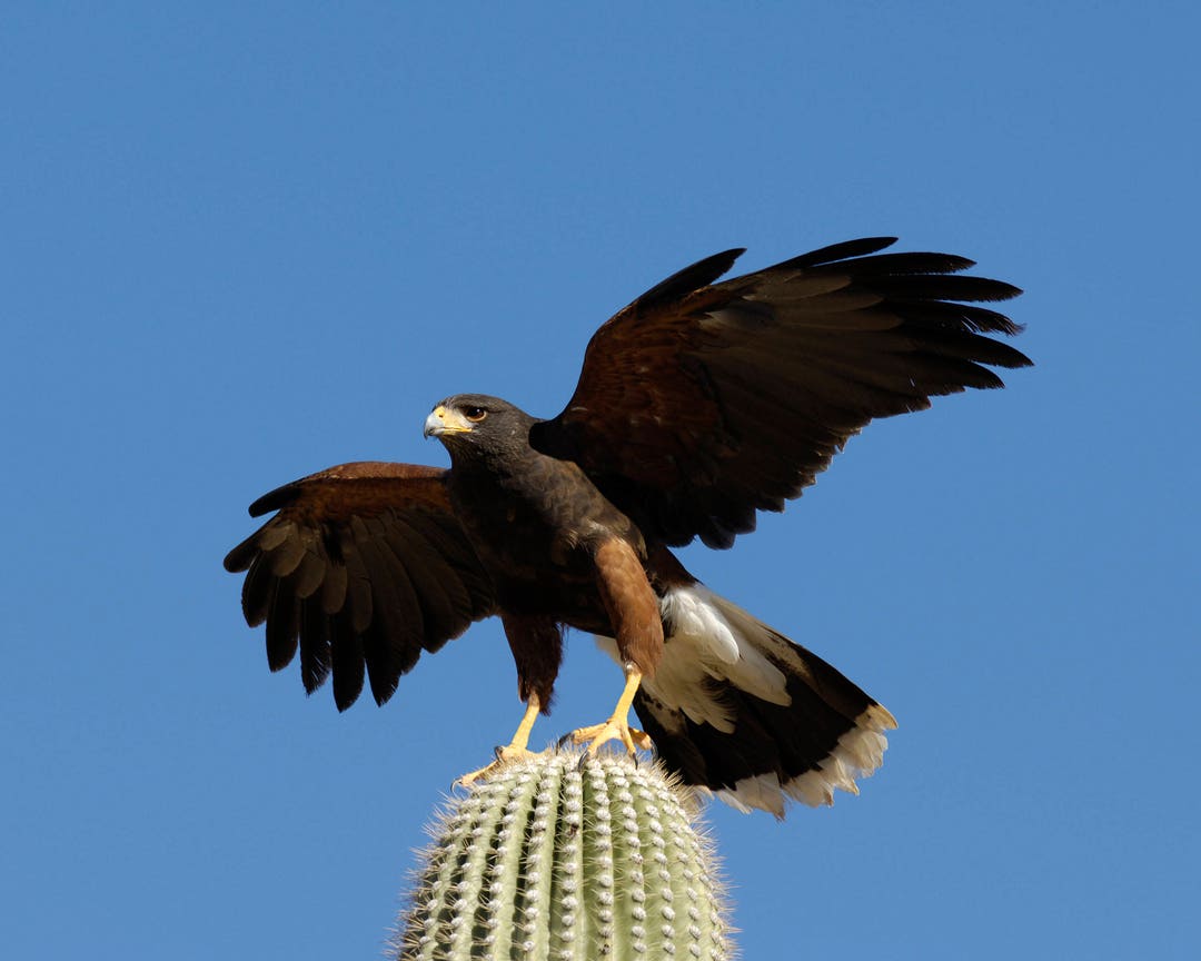 Hawk on Cactus, Harris Hawk, Hawk Print, Hawk, Cactus, Hawk Picture ...