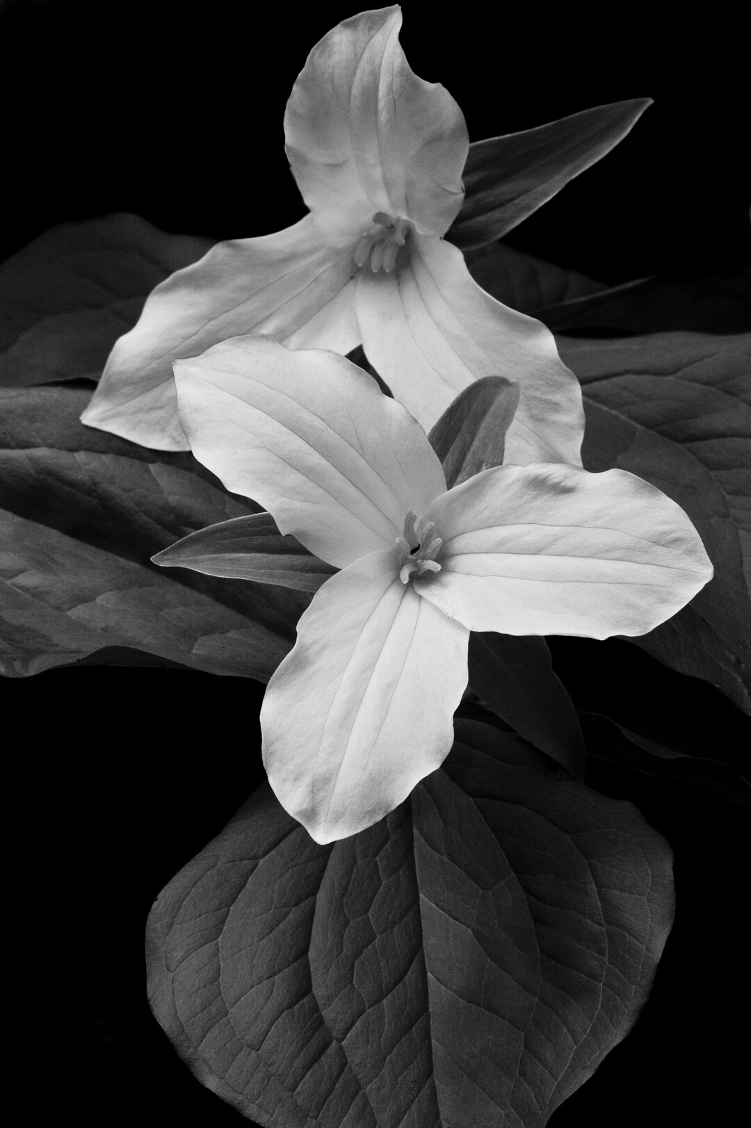 Black and White Trillium, Trillium Print, Trillium, Flower Print ...