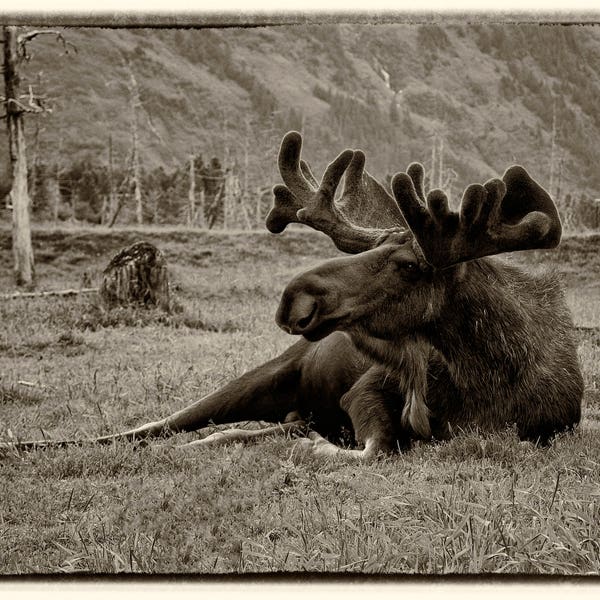 Moose Decor - Etsy