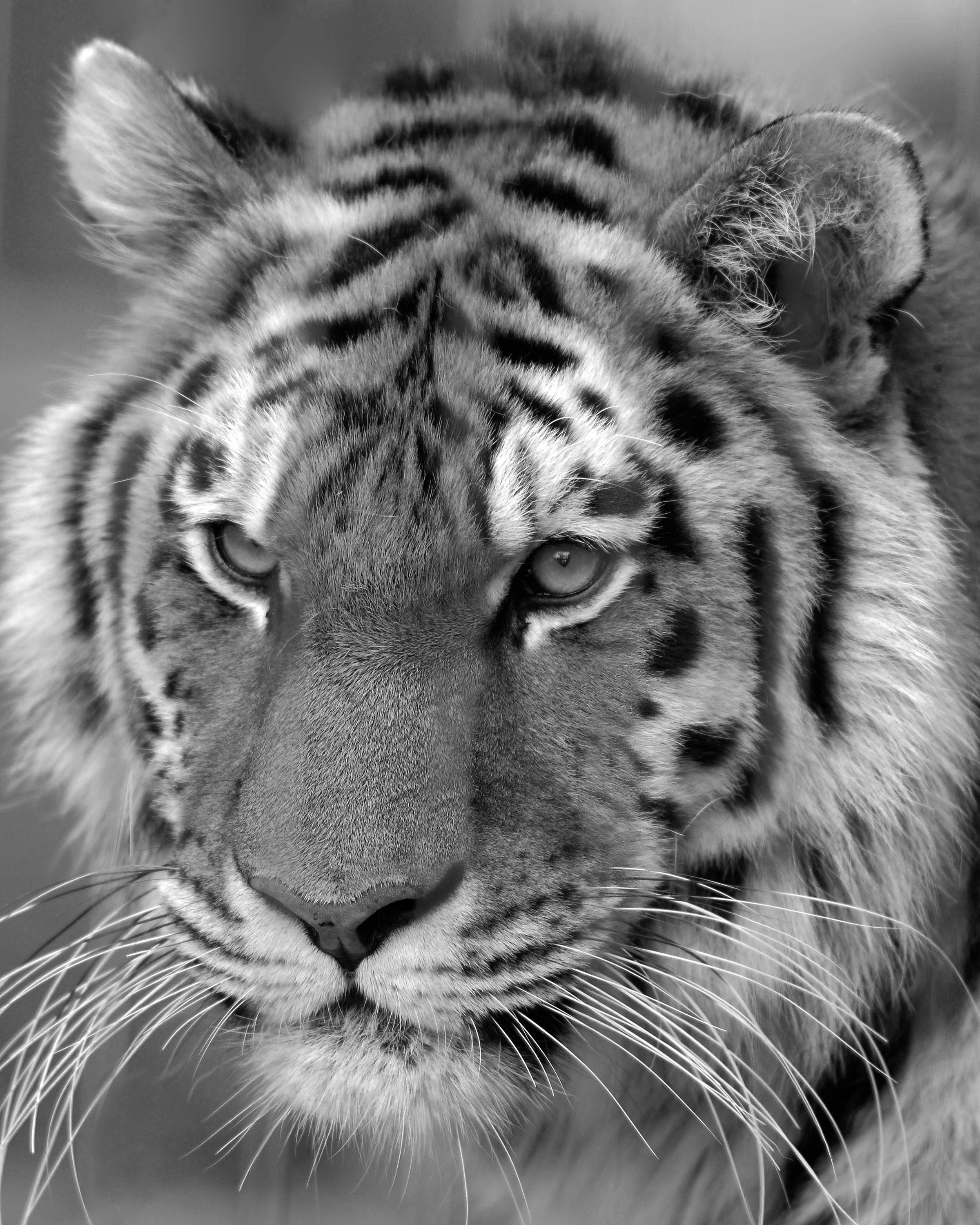 Black and White, Tiger Print, Animal Print, Tiger Wall Art, Tiger Art ...