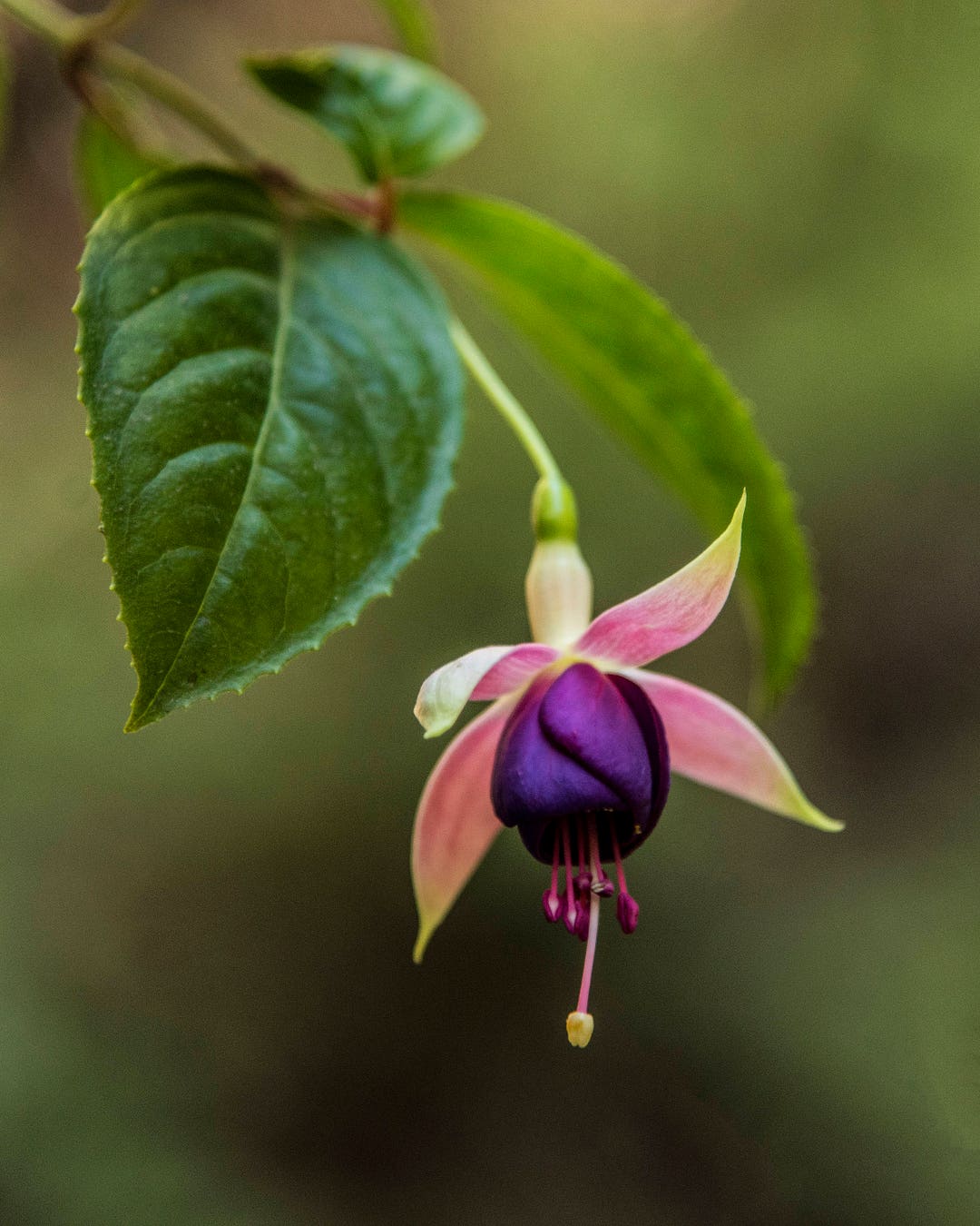 Fushia, Fushia Photo, Fushia Flower, Fushia Print, Botanical Print ...