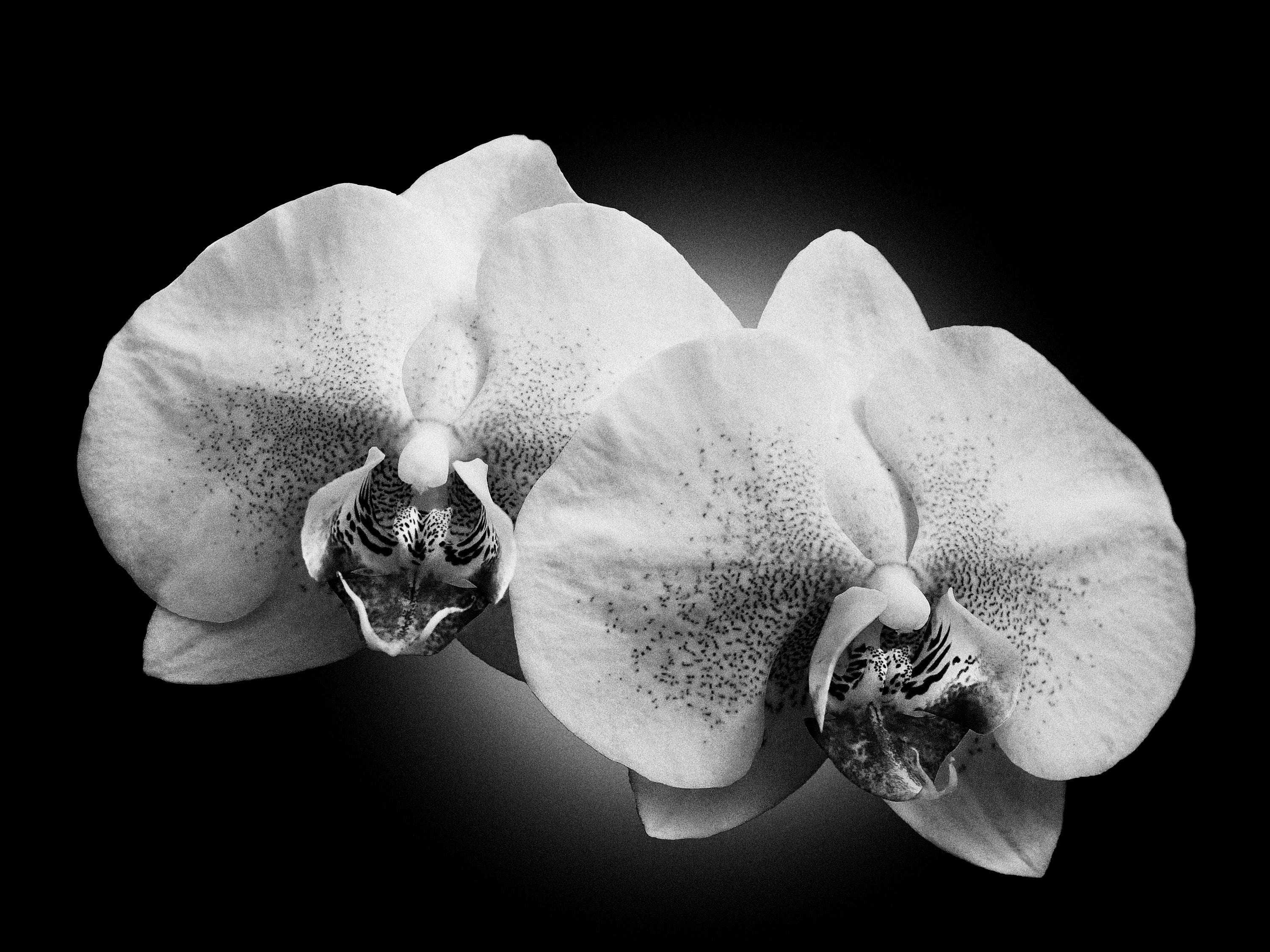 Black And White Orchids Orchid Print Orchid Flower Print Orchid Art