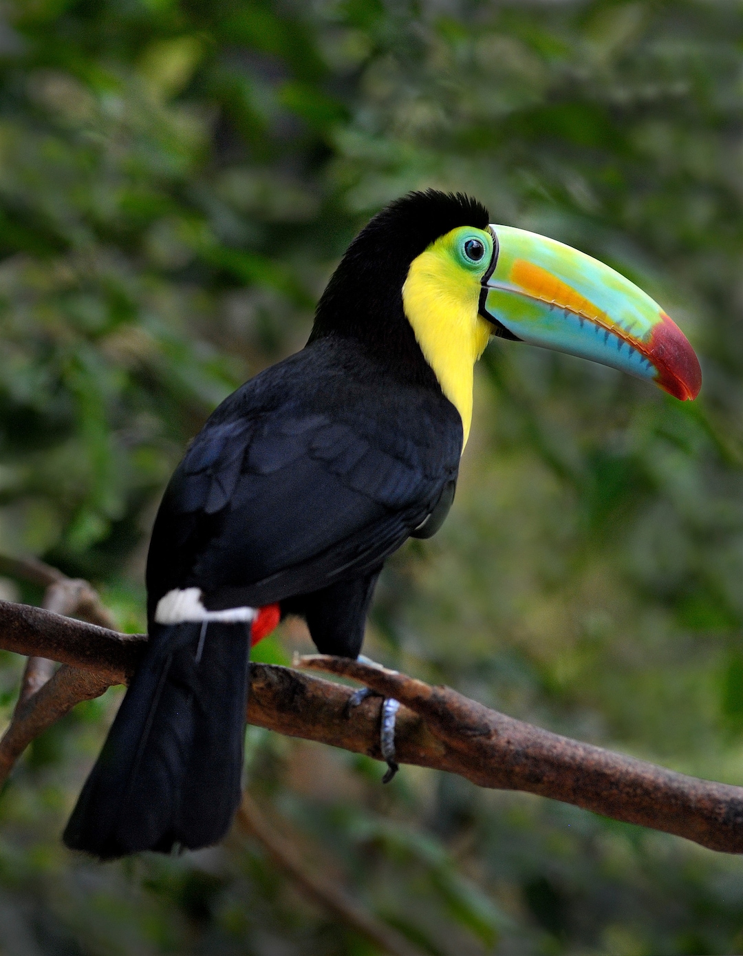 Keel-billed Toucan, Toucan, Costa Rica, Costa Rica Bird, Toucan ...