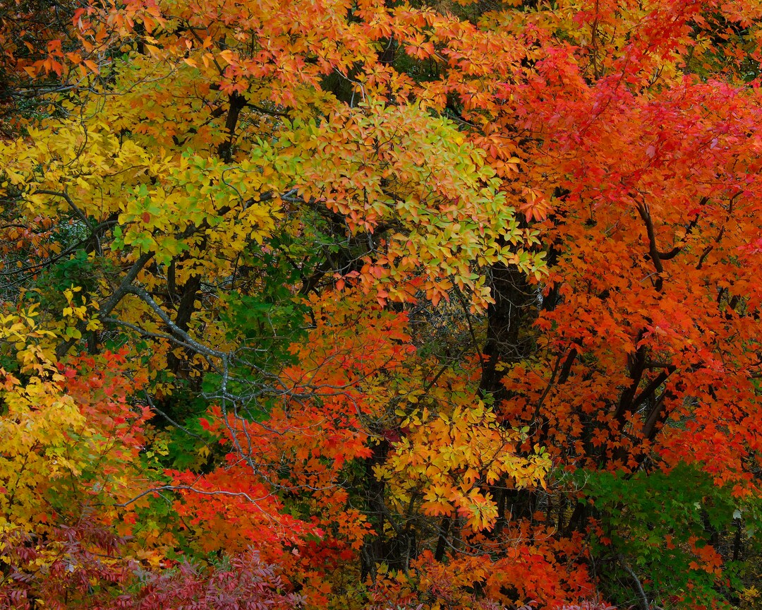 Autumn Leaves, Fall Colors, Fall Leaves, Fall Photography, Trees, Fall ...