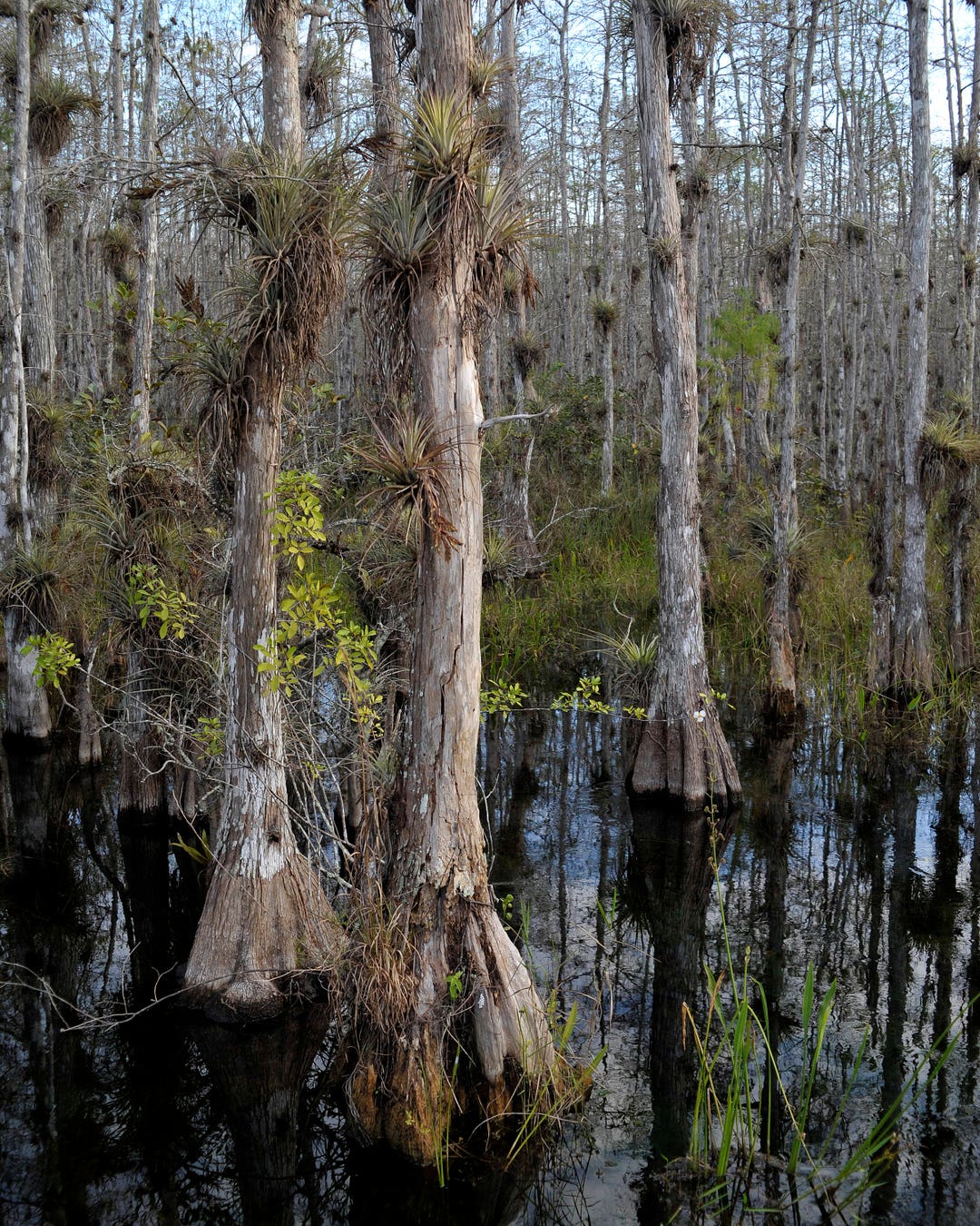 Cypress Trees, Everglades, Swamp, Bald Cypress, Everglades Print ...