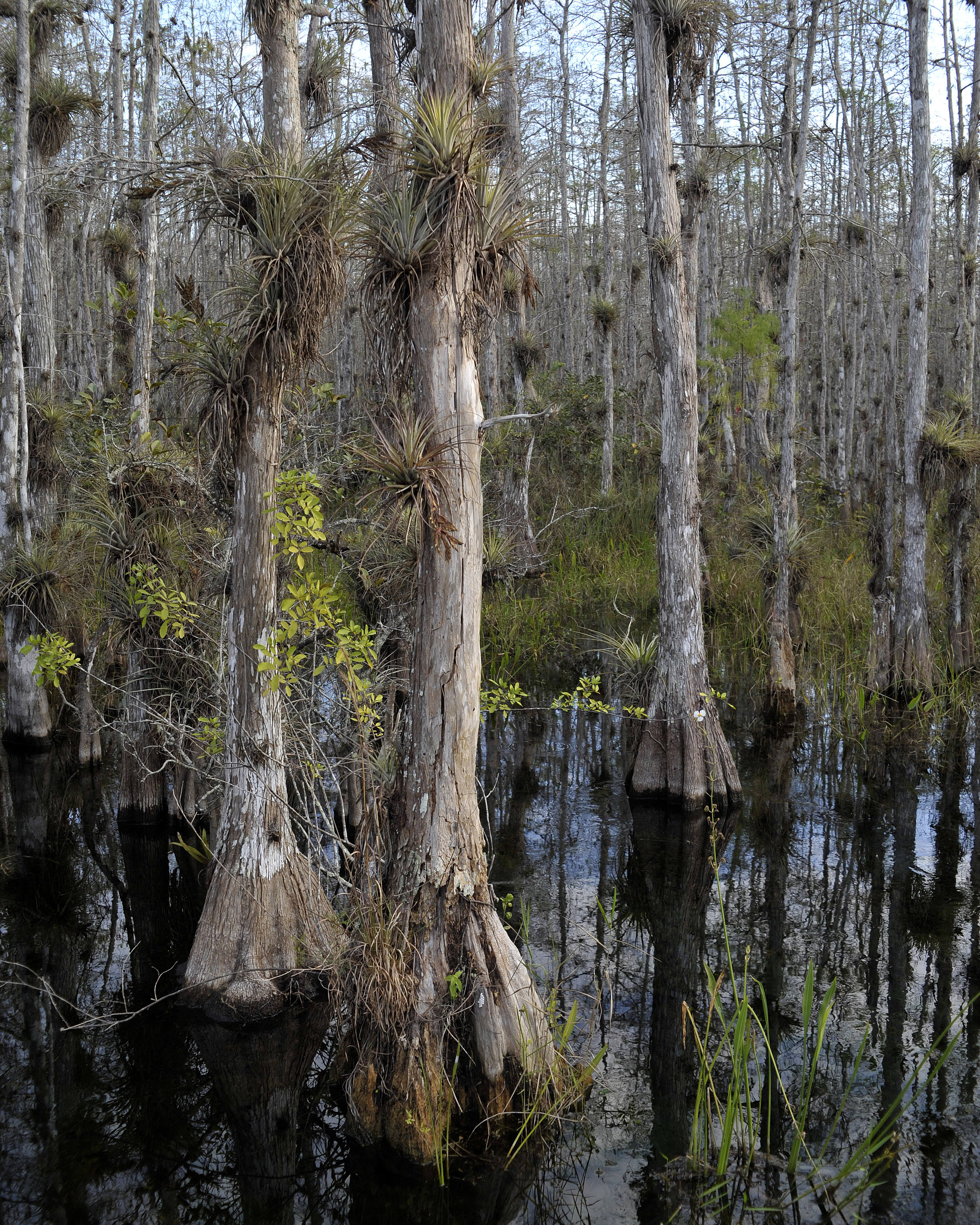 Cypress Trees, Everglades, Swamp, Bald Cypress, Everglades Print ...