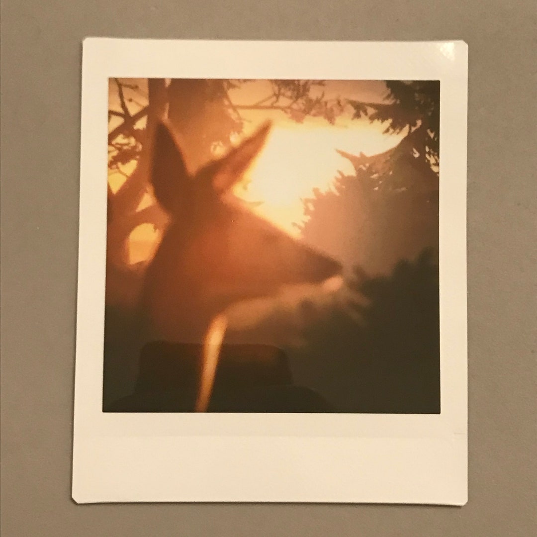 Life is Strange Prop: the Deer Instant Photo - Etsy