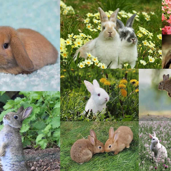 Rabbit Puzzle - Etsy