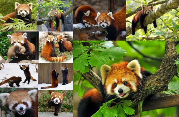 Red Pandas Kissing