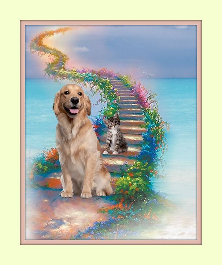 Rainbow Bridge All Dogs And Cats Go To Heaven Golden Retriever Kitten rainbow-bridge-all-dogs-and-cats-go-to-heaven-golden-retriever-kitten