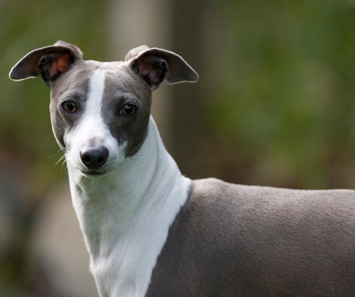 Italian Greyhound Miniature