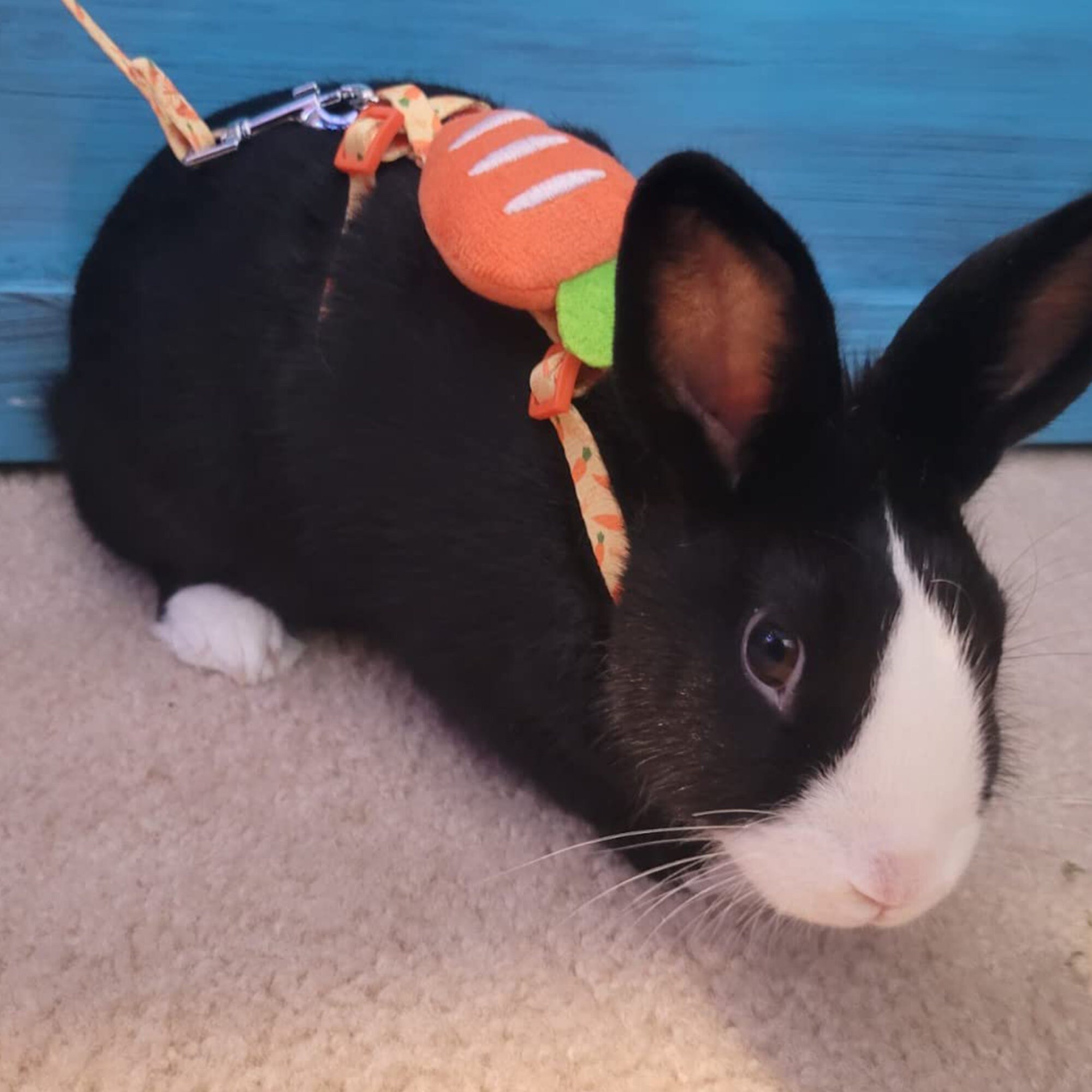Rabbit Harness and Leash Adjustable Carrot Pattern Cute Bunny Harness ...