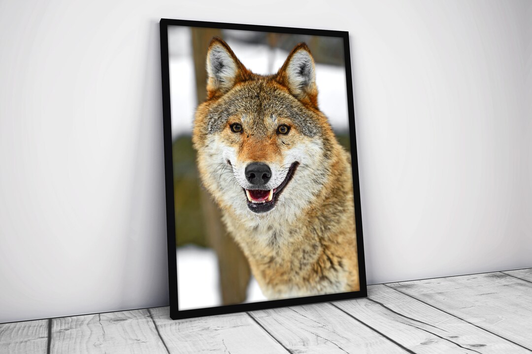 Gray Wolf Self-adhesive Poster - Smiling Wild Animal Captured on a ...