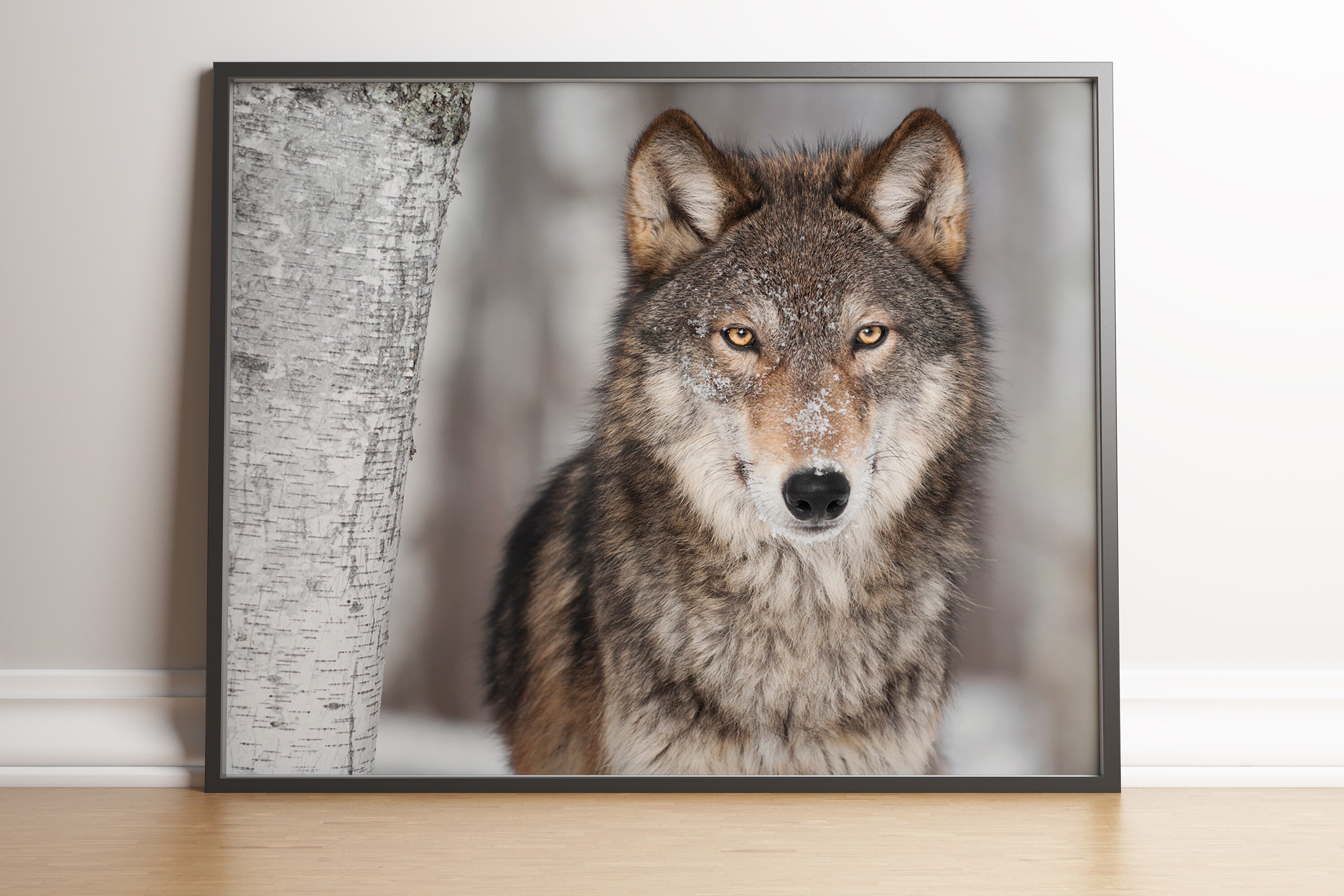 Grey Wolf Canis Lupus Next To Birch Tree Self-Adhesive | Etsy