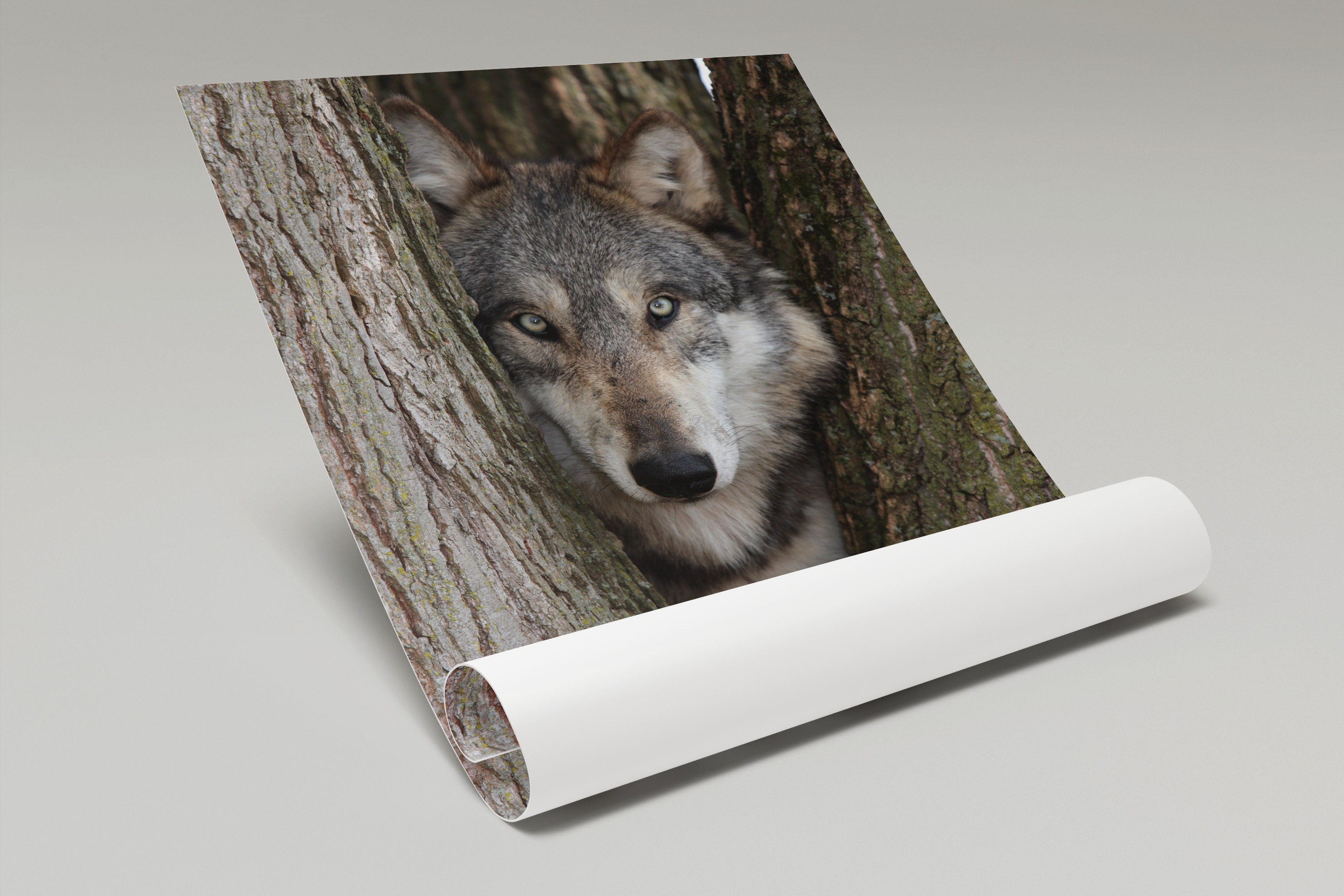 Wolf Canis Lupus Self-Adhesive Poster Hiding In The Woods | Etsy