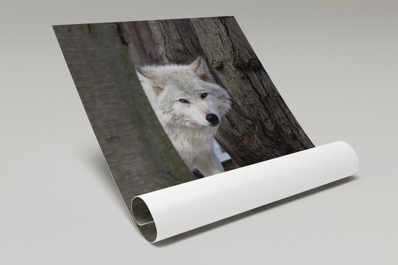 Timber Wolf Self-adhesive Poster - Hiding Between Trees - Wild Animal ...