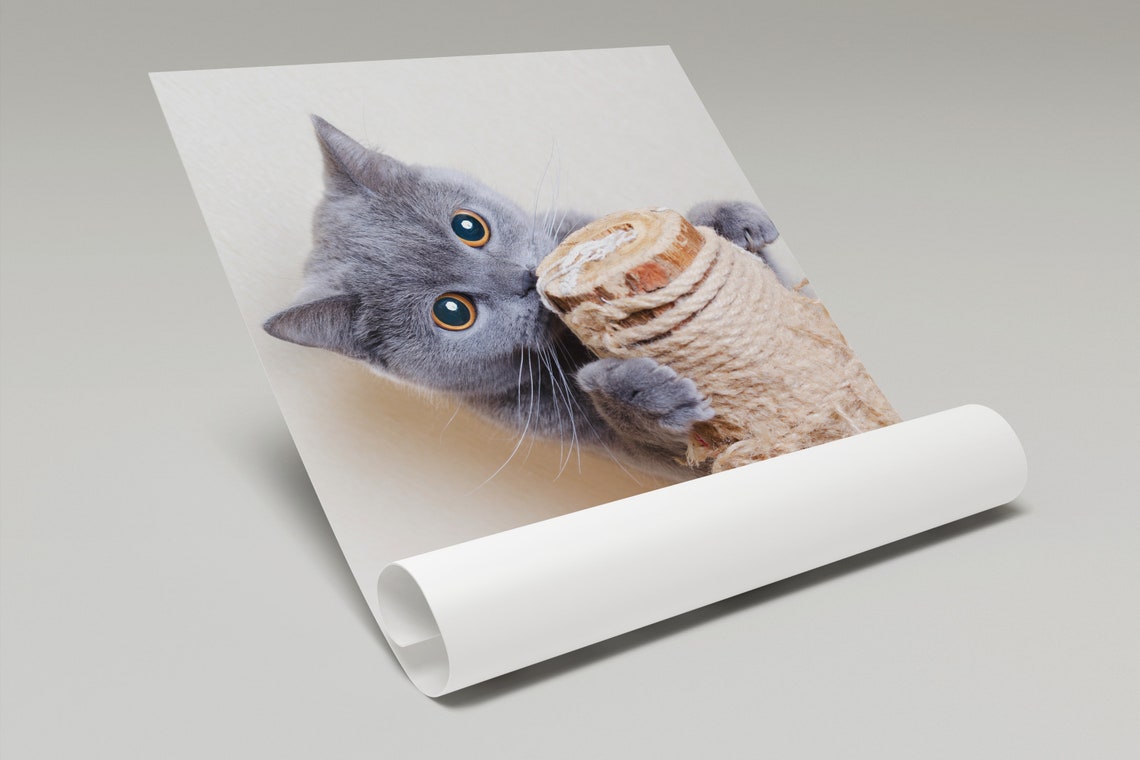 British Cat Scratching Post Self-adhesive Poster - Adorable Pet ...