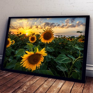Summer Landscape Beauty Sunset Over Sunflowers Field, Panoramic Views ...
