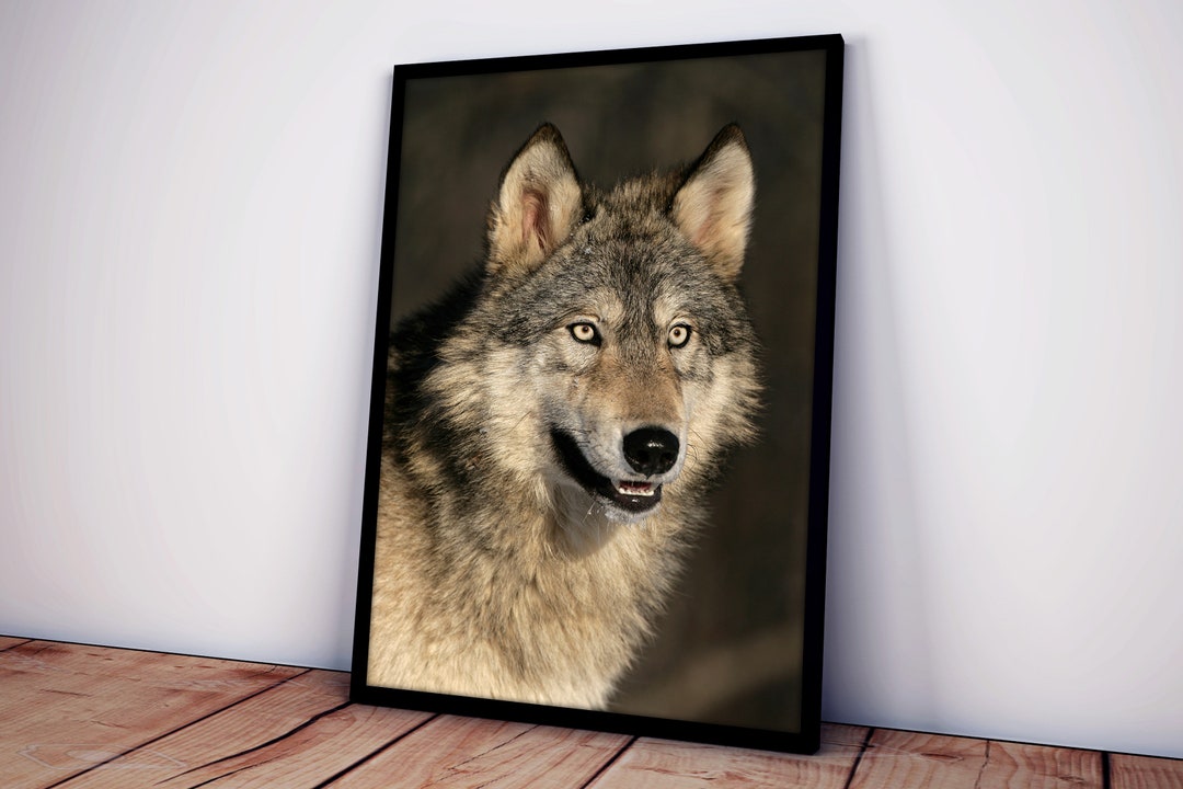 Grey Wolf, Canis Lupus Self-adhesive Poster - Wildlife - Animal ...