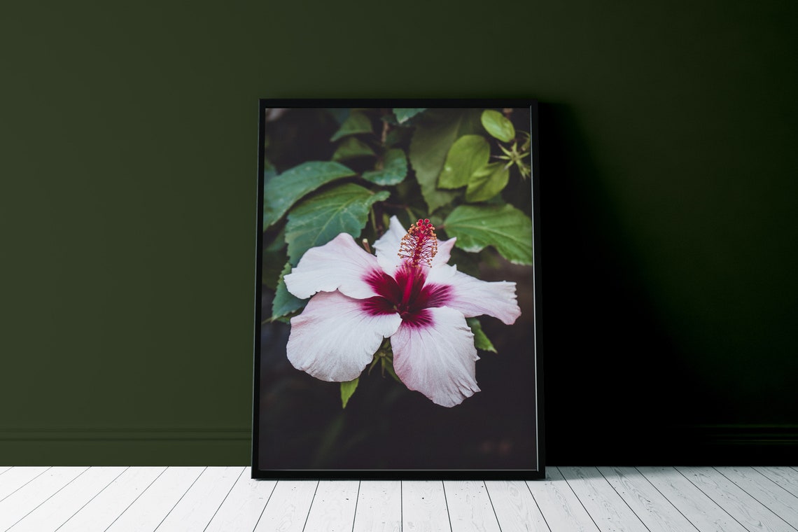 Hibiscus Flower Self-adhesive Poster - Close-up View - Pink Petals ...