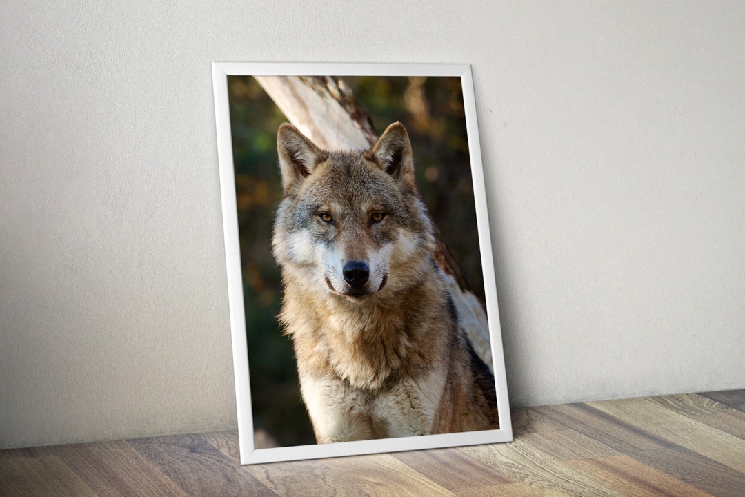 Grey Wolf - Canis Lupus Self-adhesive Poster - Portrait of an Animal in ...