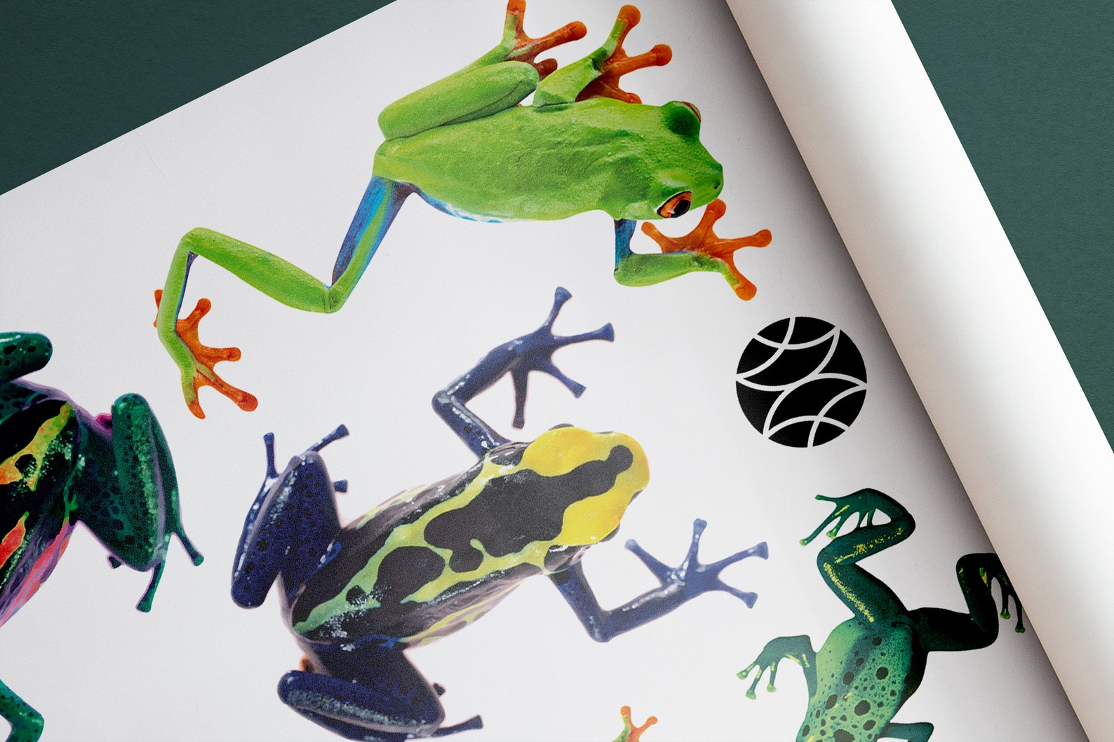 Realistic Watercolor Colorful Tree Frog Wall Decals | Etsy