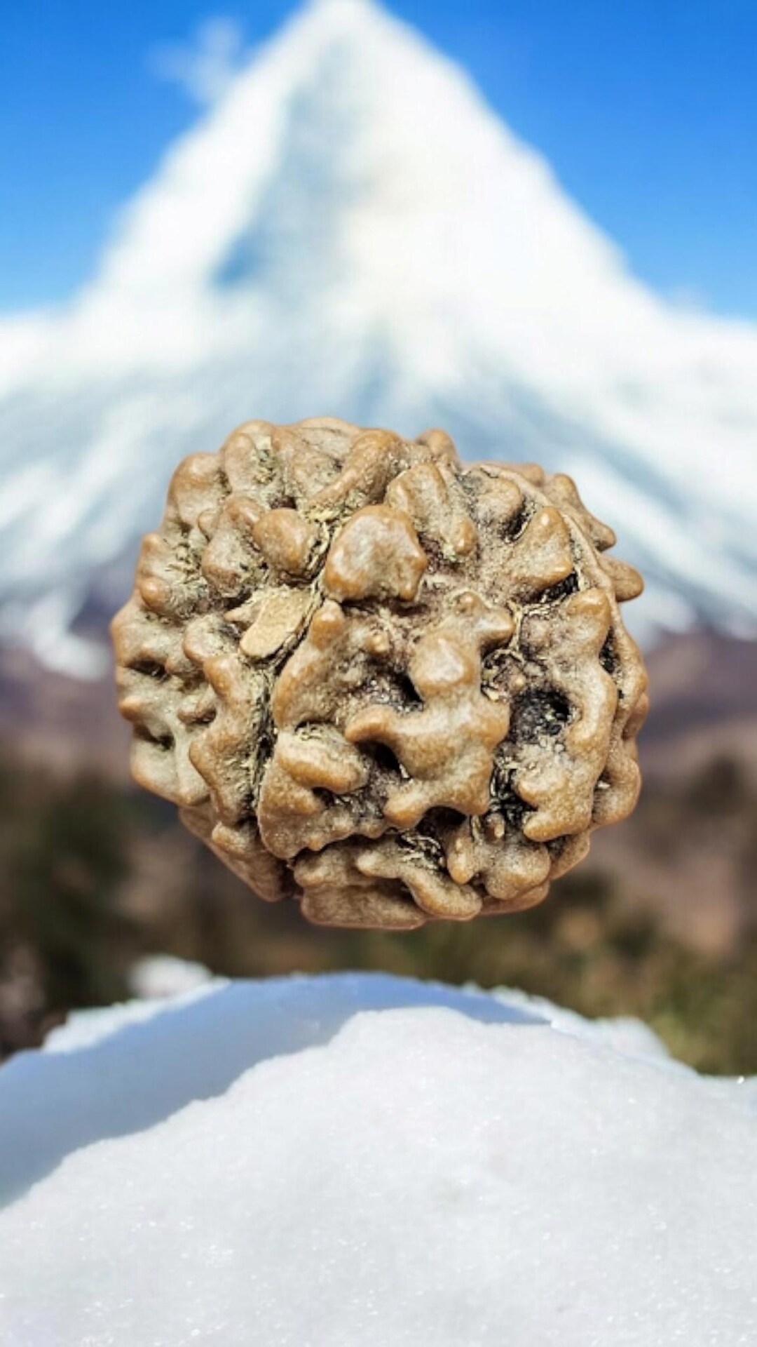 Rudraksh / Rudraksha Bead Four Face / Four Mukhi/ Chaar Mukhi Energized ...