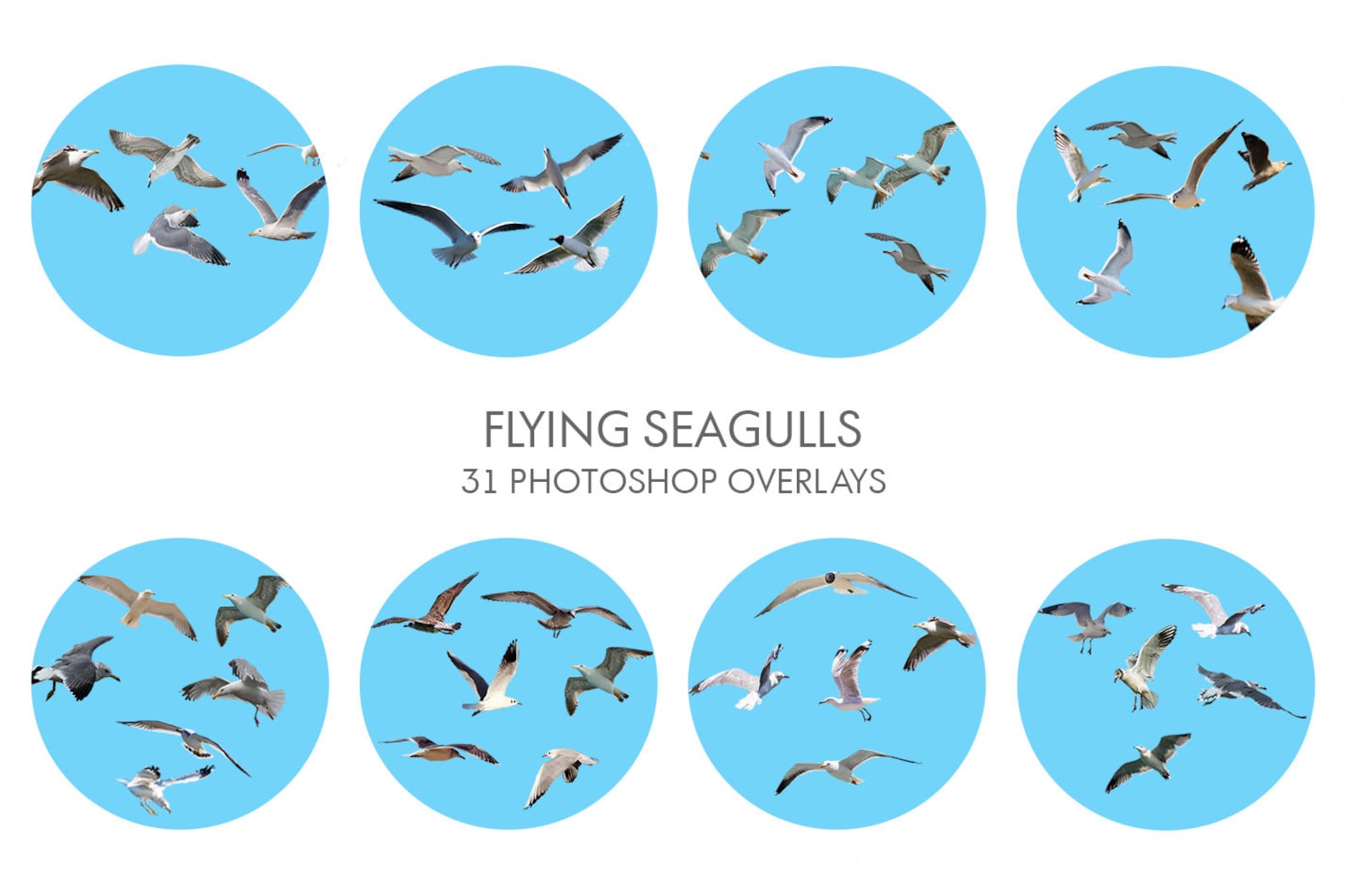 Flying Seagulls Photoshop Overlays: 31 PNG Photo Effects (digital ...