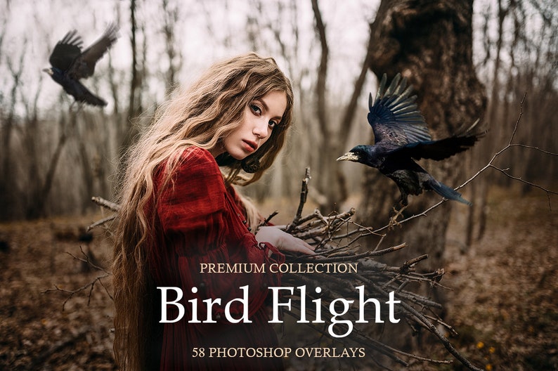 Photoshop Overlays/ Birds Png/seagull Photo Overlays/ Flying Birds ...