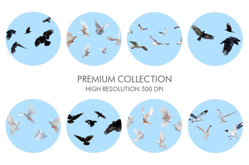 Photoshop Overlays/ Birds Png/seagull Photo Overlays/ Flying Birds ...